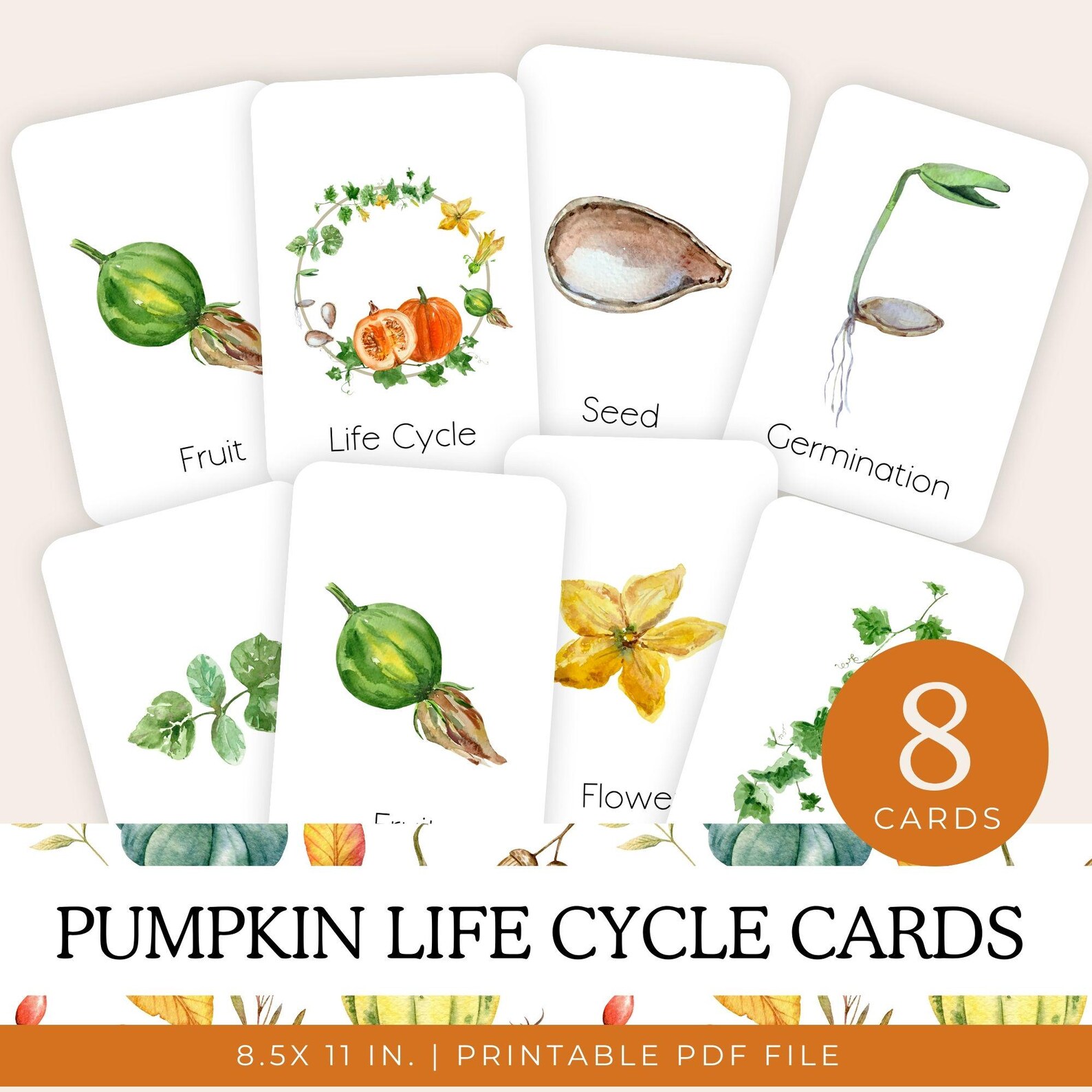 Pumpkin Life Cycle Flashcards, Nature Study Flash Cards, Nature ...