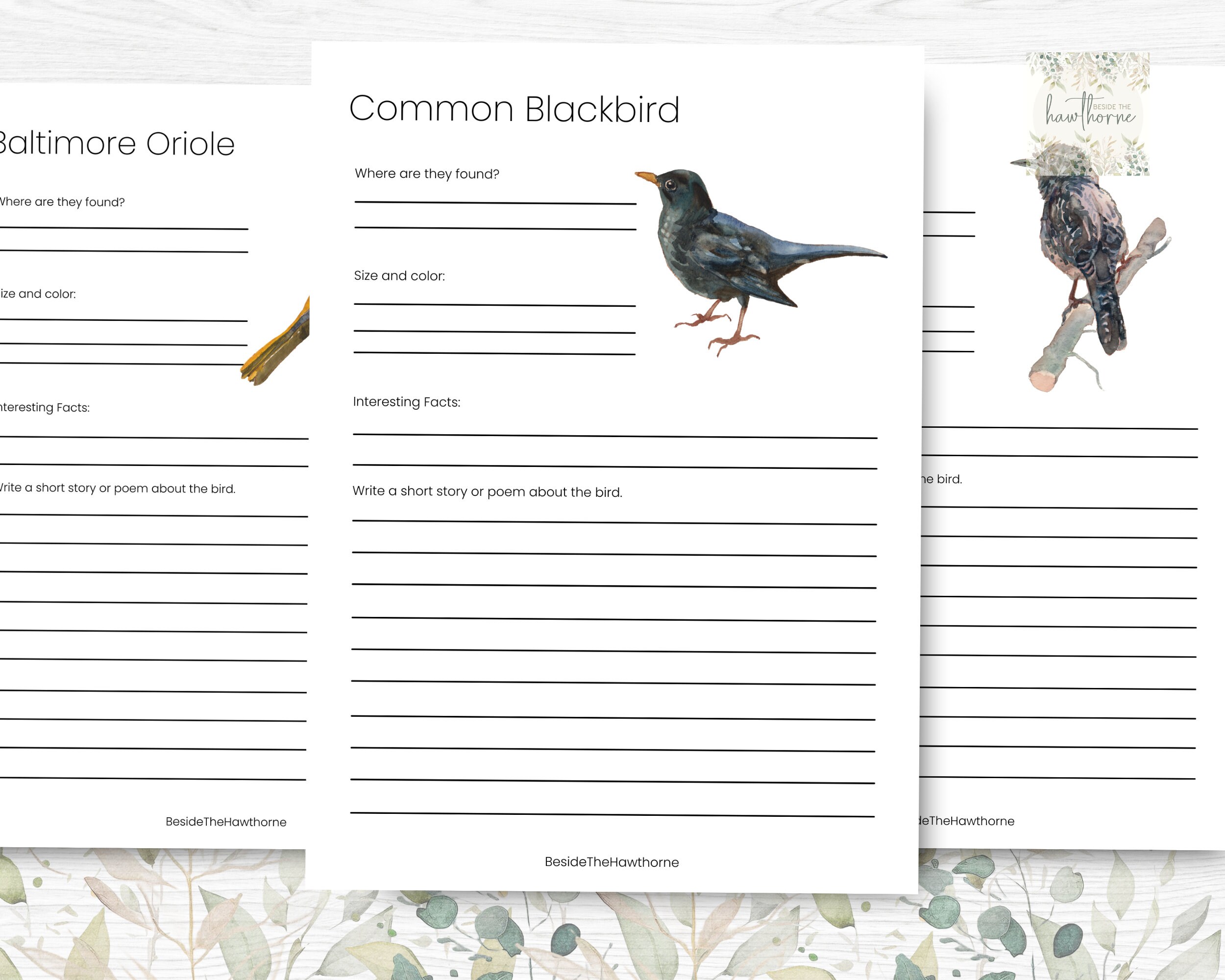 North American Birds Nature Study Unit, Unit Study, Homeschool ...