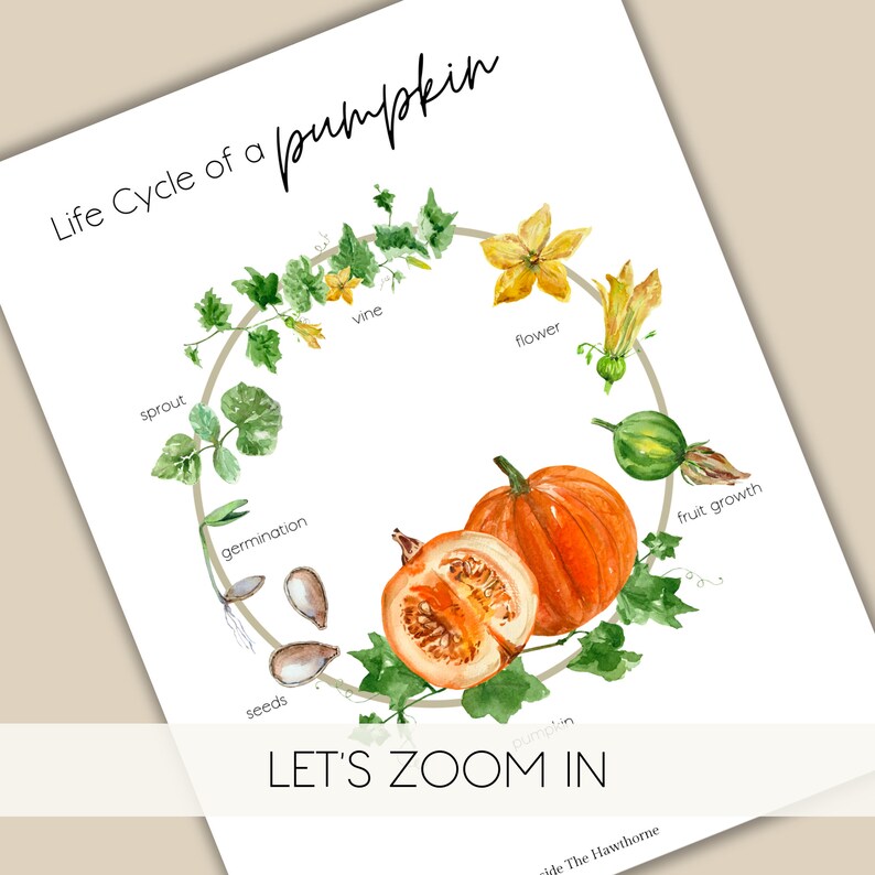 Pumpkin Life Cycle, Pumpkin Unit Study, Charlotte Mason, Fall Nature ...
