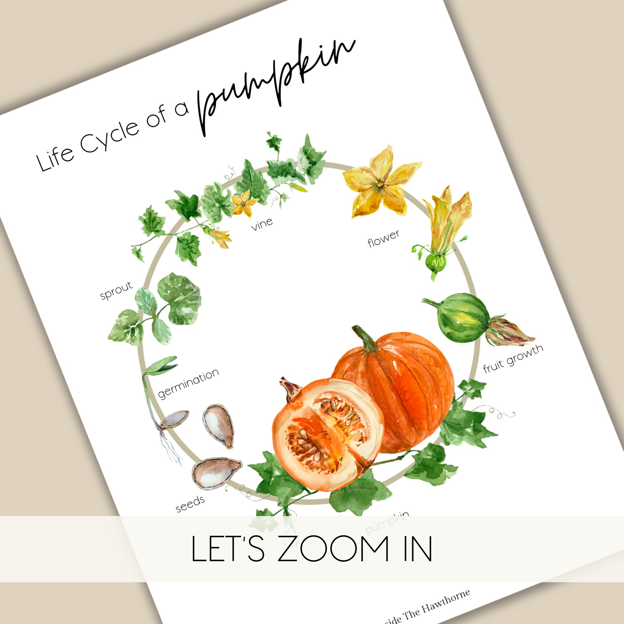 Pumpkin Life Cycle, Pumpkin Unit Study, Charlotte Mason, Fall Nature ...