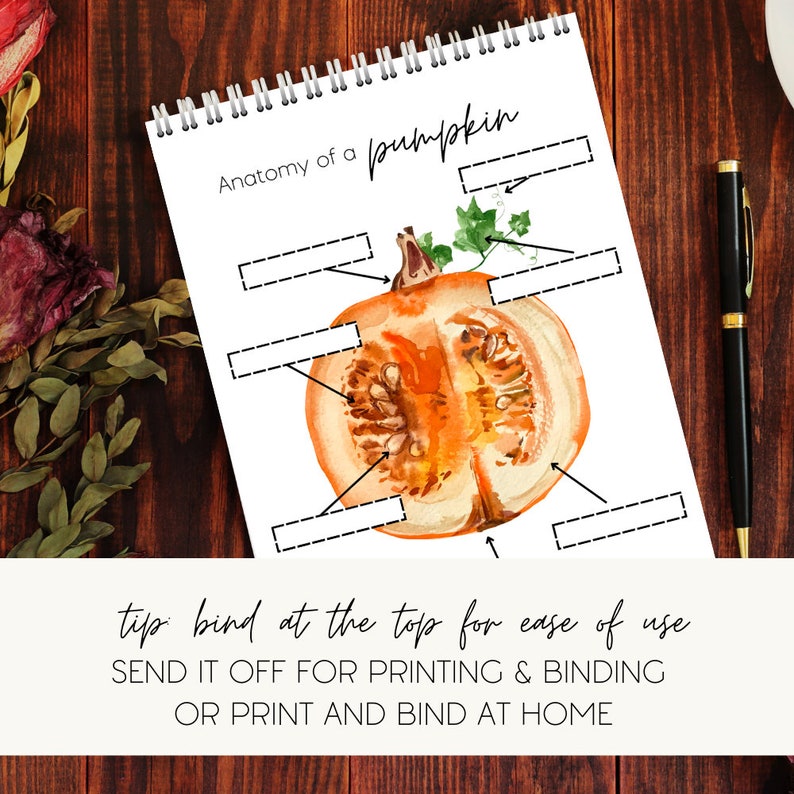 Fall Nature Study, Homeschool Printable, Life Cycle, Fall Activities ...