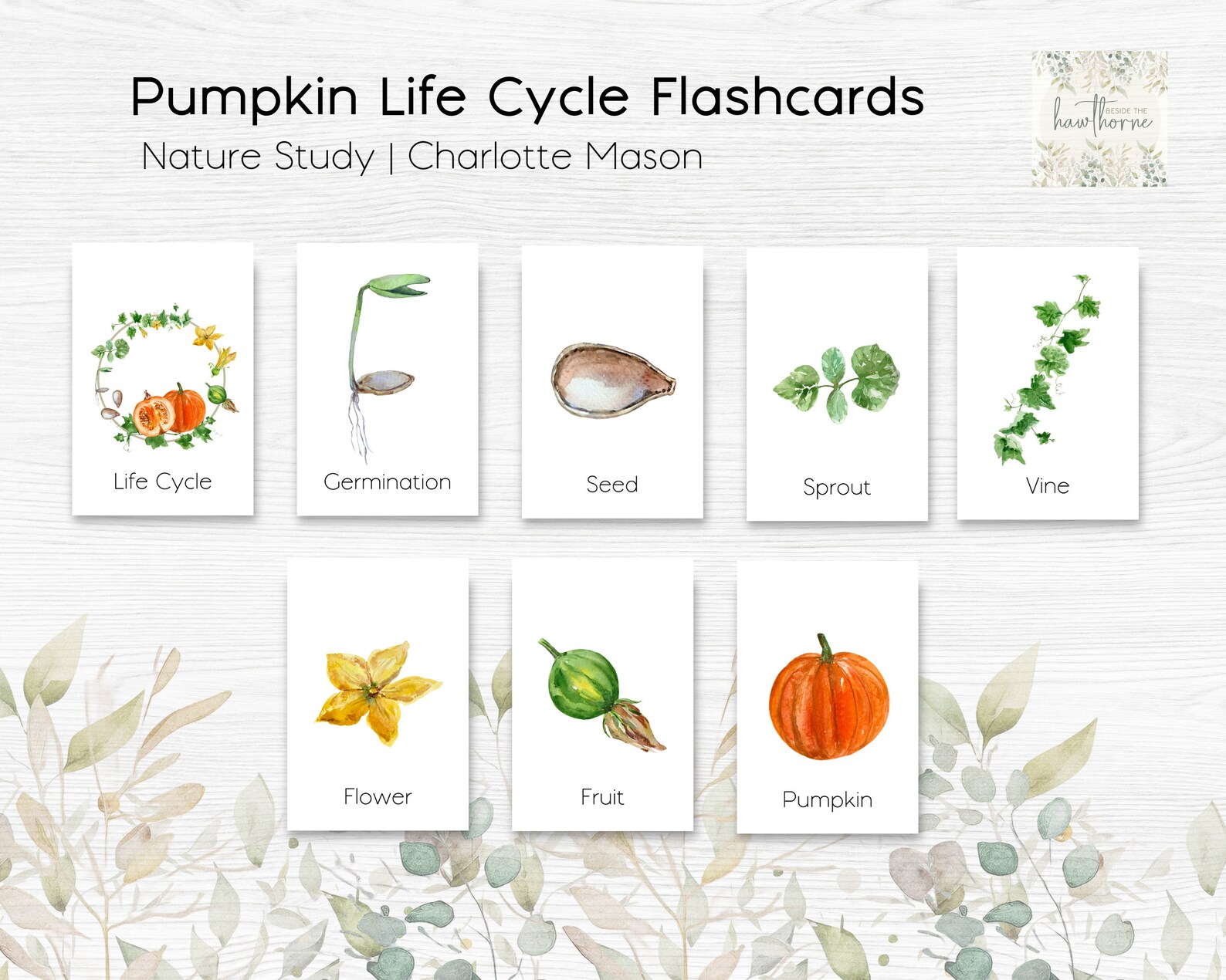 Pumpkin Life Cycle Flashcards, Nature Study Flash Cards, Nature ...