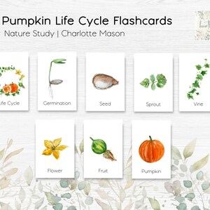 Pumpkin Life Cycle Flashcards, Nature Study Flash Cards, Nature ...