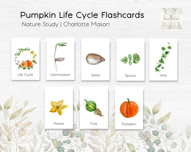 Pumpkin Life Cycle Flashcards, Nature Study Flash Cards, Nature ...