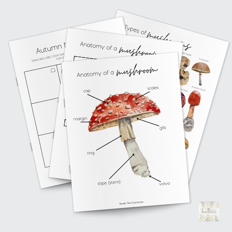 Fall Nature Study, Homeschool Printable, Life Cycle, Fall Activities ...