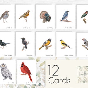 Bird Identification Flashcards, Nature Study Flash Cards, Nature ...