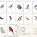 Bird Identification Flashcards, Nature Study Flash Cards, Nature ...