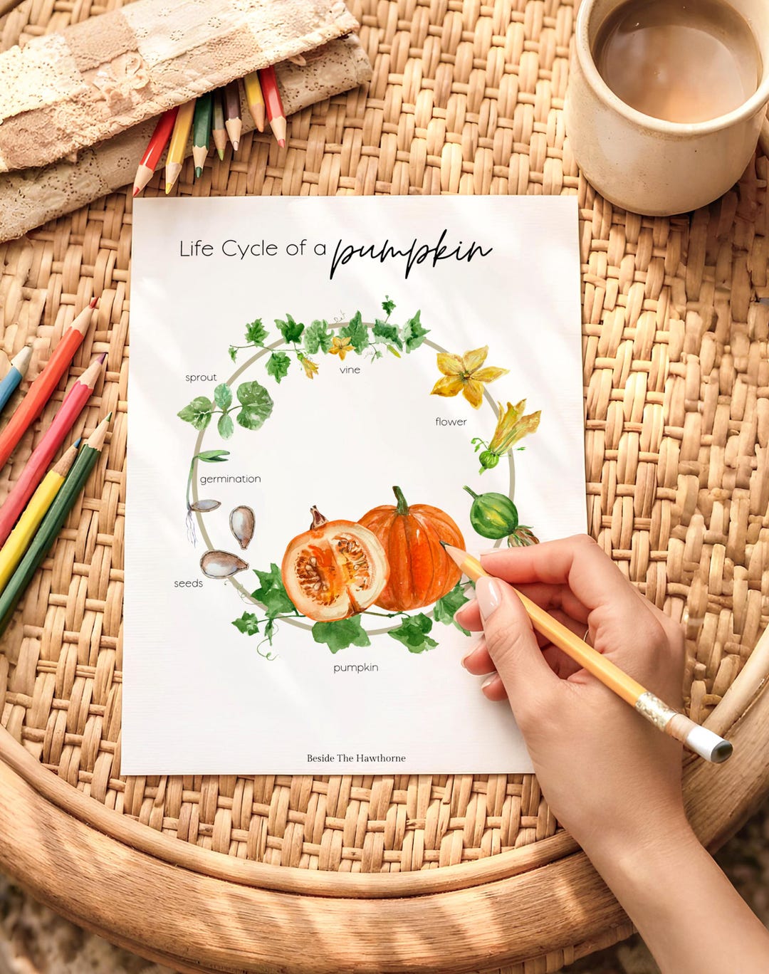 Pumpkin Life Cycle, Pumpkin Unit Study, Charlotte Mason, Fall Nature ...