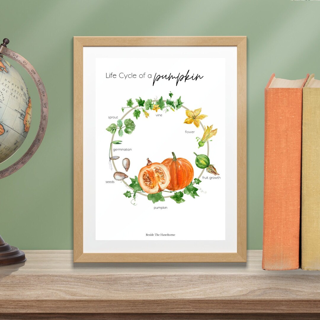 Pumpkin Life Cycle, Pumpkin Unit Study, Charlotte Mason, Fall Nature ...