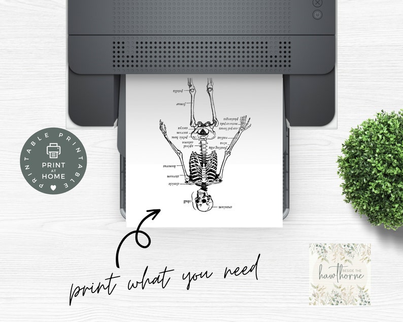 Human Anatomy Worksheets | Homeschool Science | Coloring Book ...