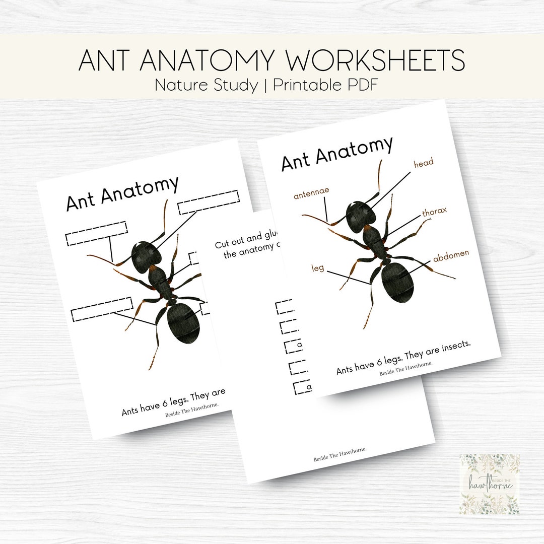 Ant Anatomy Nature Study Worksheet | Charlotte Mason Homeschool ...