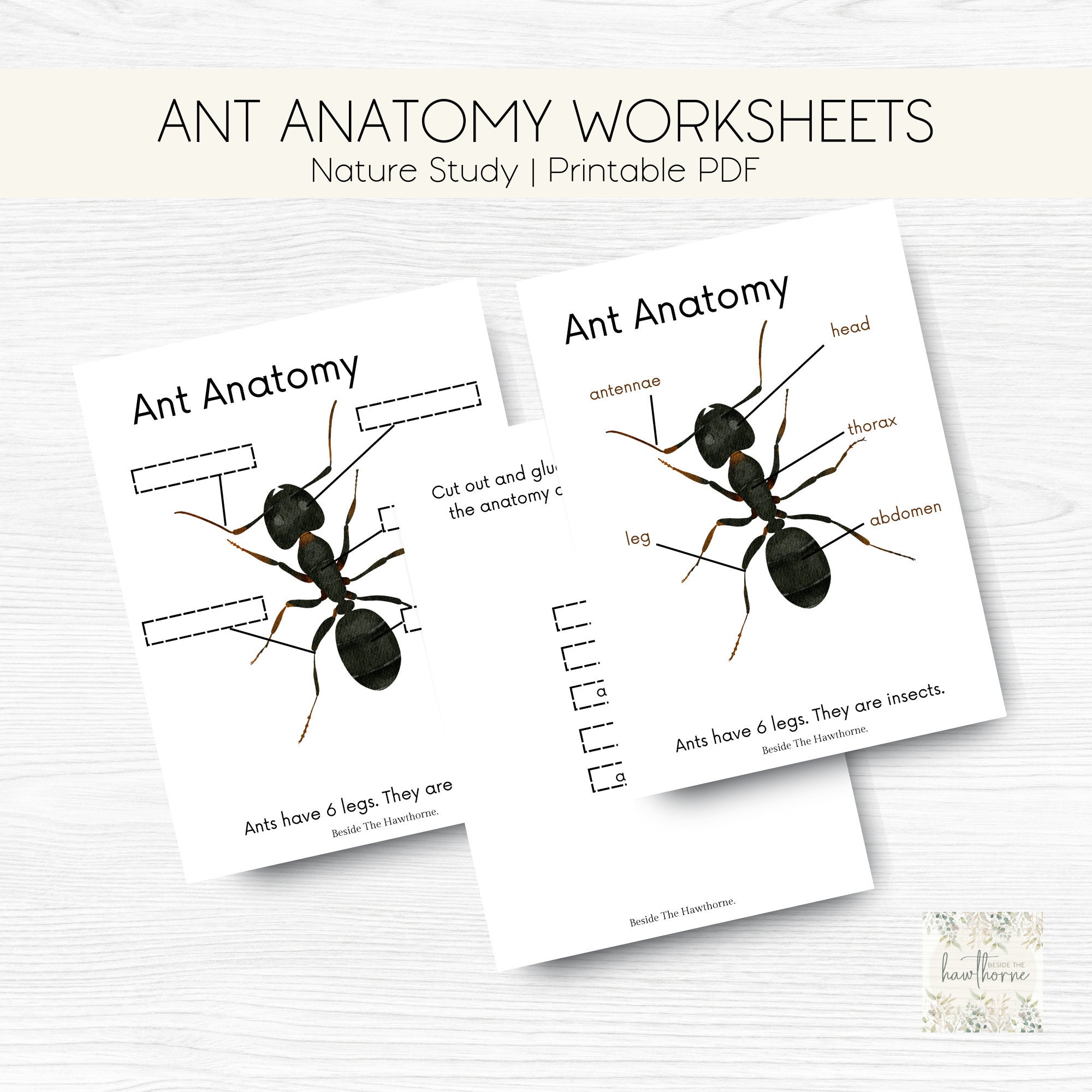Ant Anatomy Worksheet