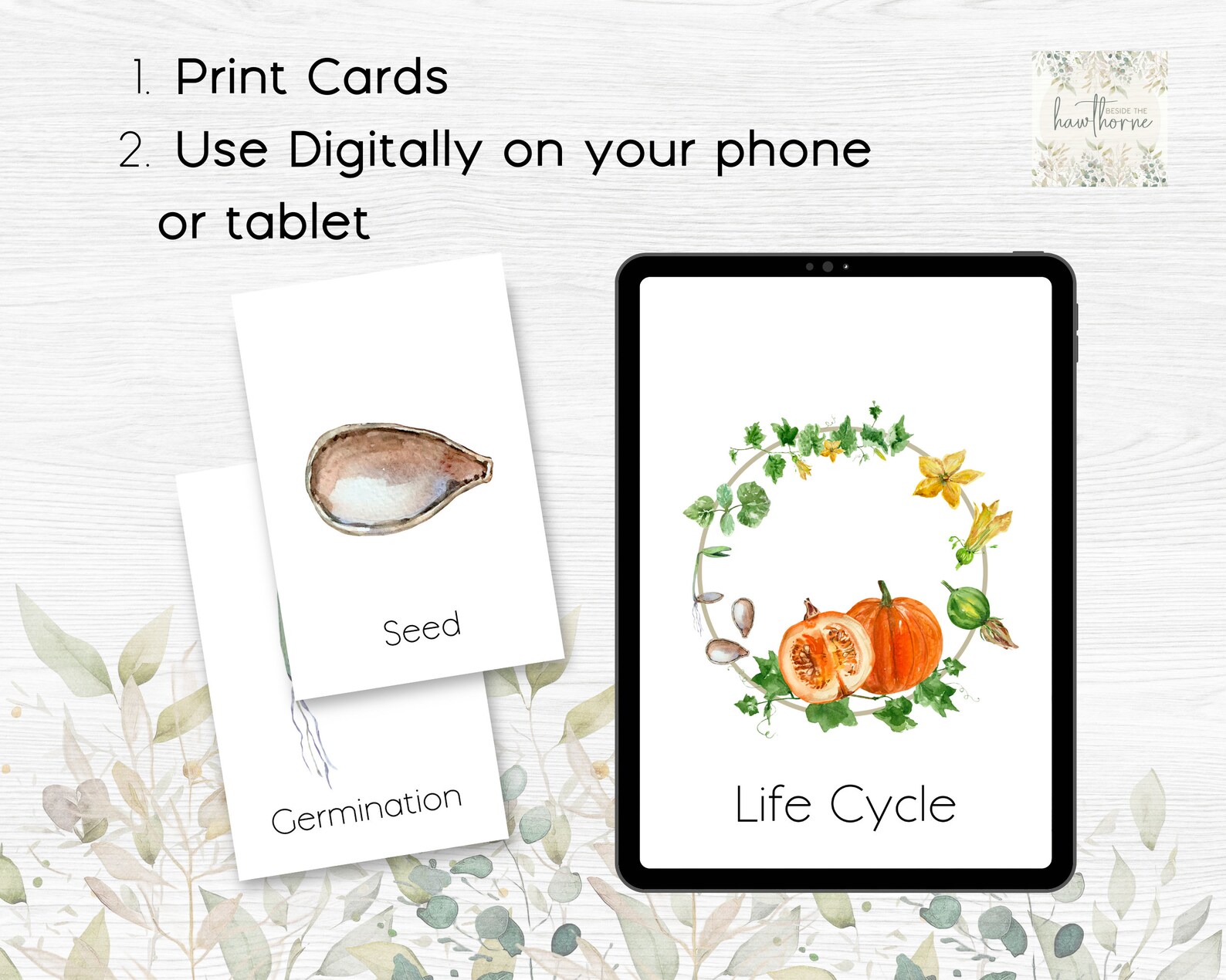 Pumpkin Life Cycle Flashcards, Nature Study Flash Cards, Nature ...