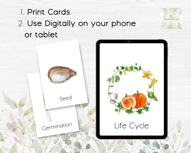 Pumpkin Life Cycle Flashcards, Nature Study Flash Cards, Nature ...