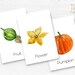 Pumpkin Life Cycle Flashcards, Nature Study Flash Cards, Nature ...
