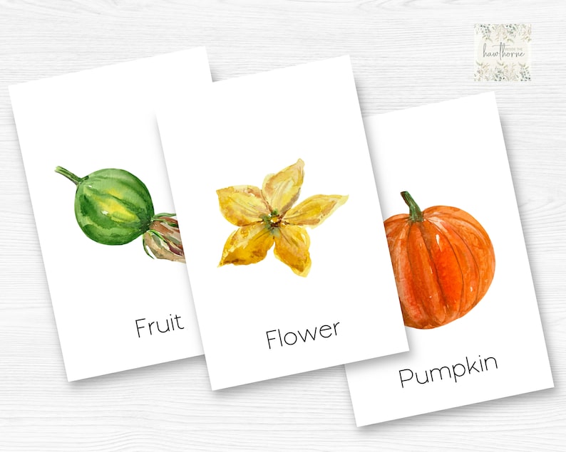 Pumpkin Life Cycle Flashcards, Nature Study Flash Cards, Nature ...