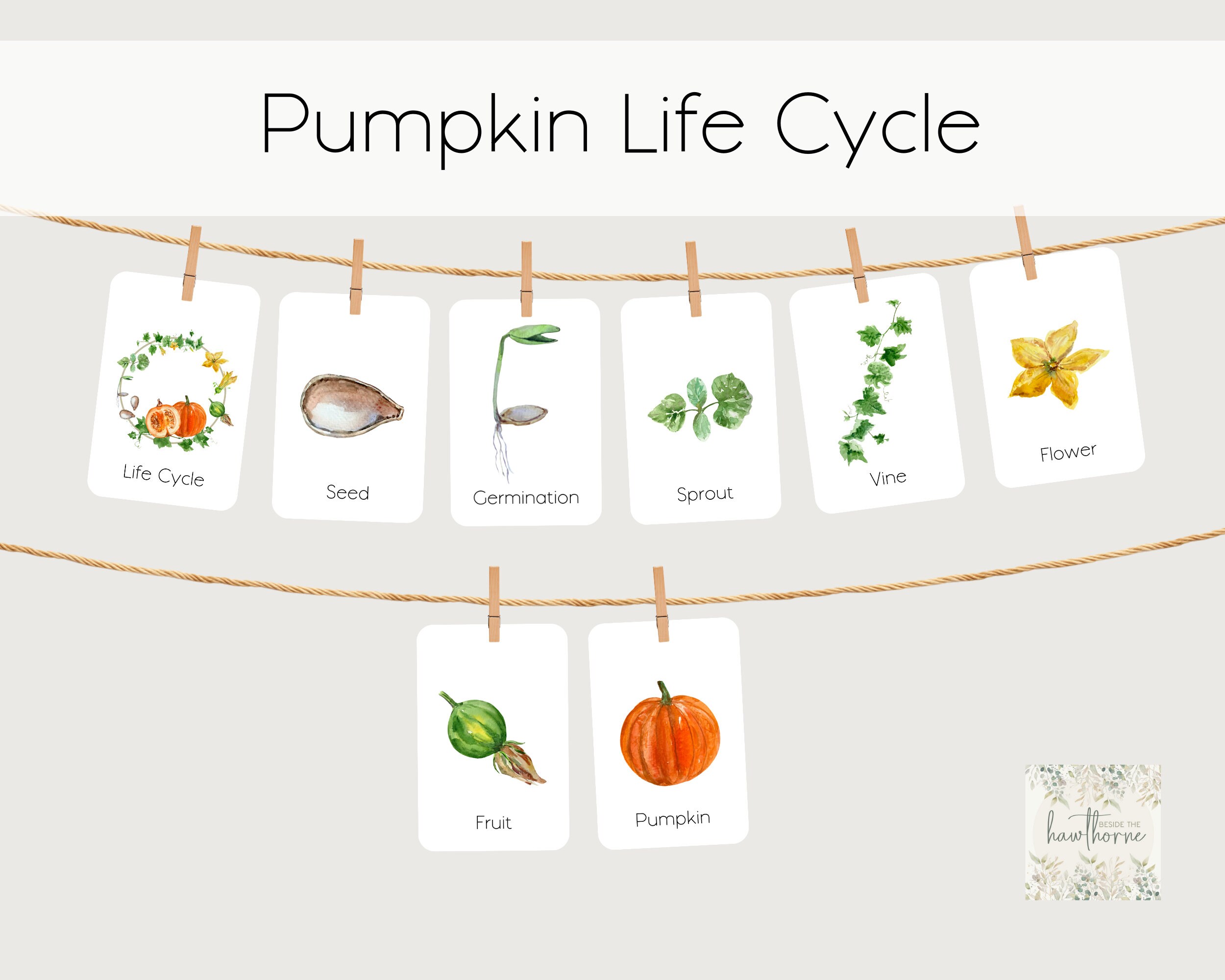 Pumpkin Life Cycle Flashcards, Nature Study Flash Cards, Nature ...