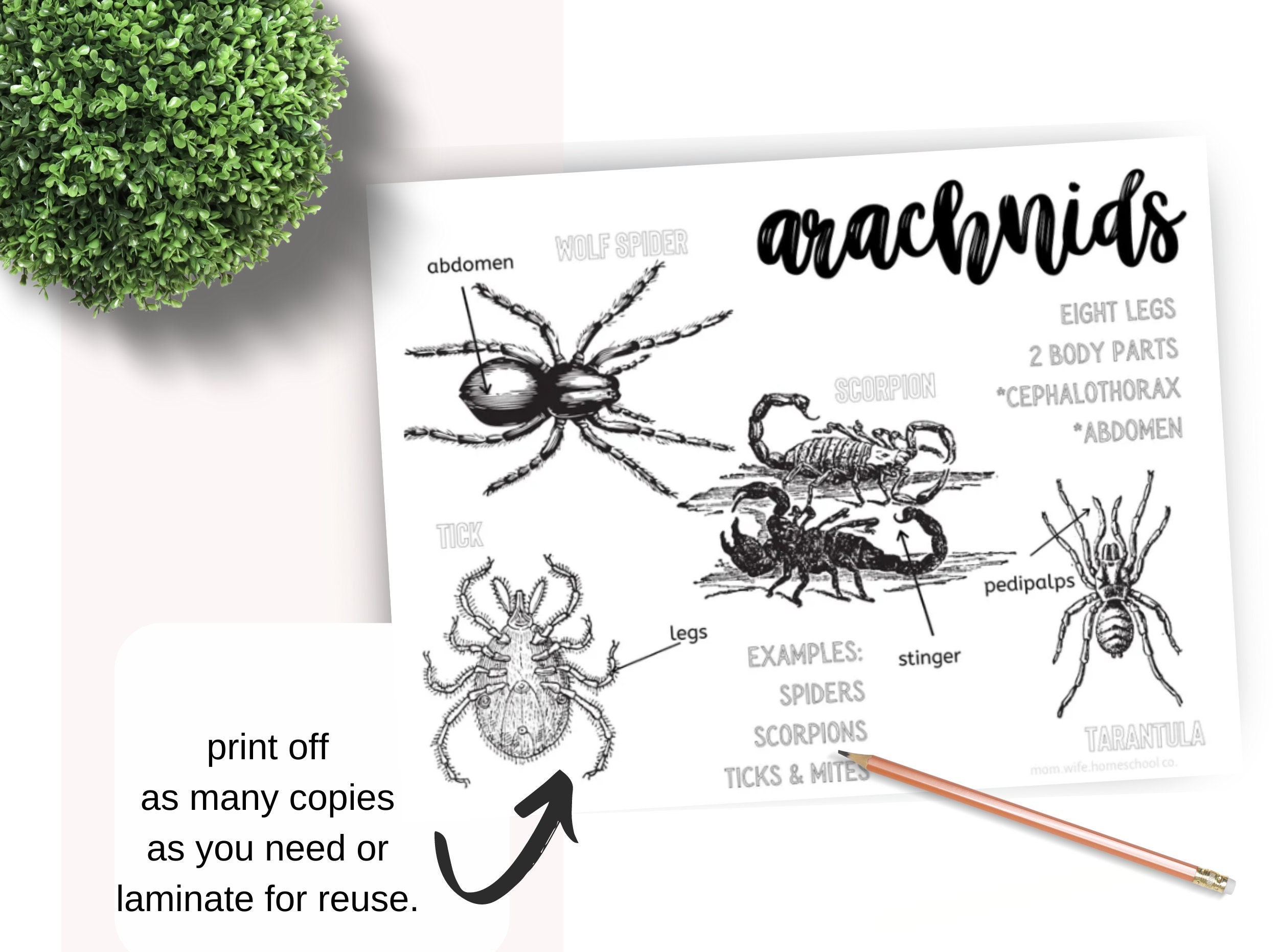 Arthropods Coloring Sheets, Insects Coloring Pages, Printables Science ...