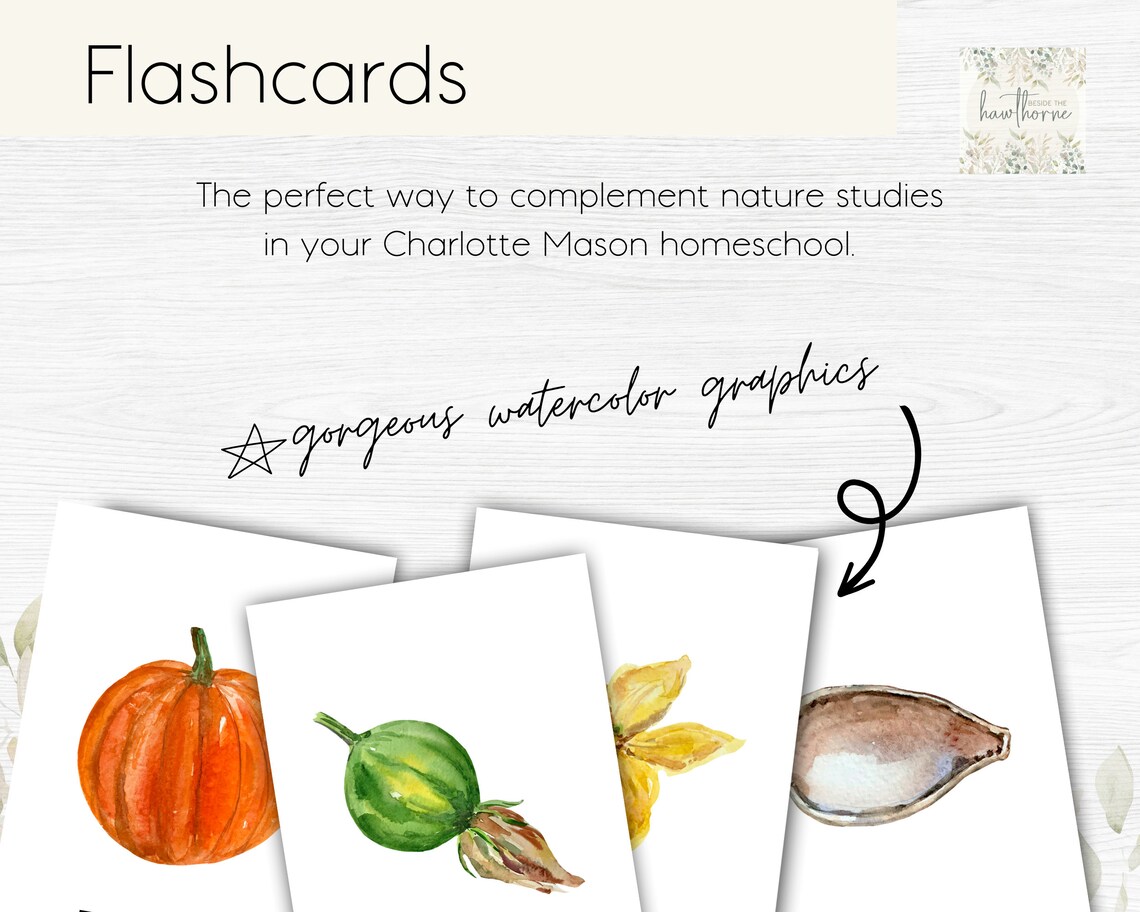 Pumpkin Life Cycle Flashcards, Nature Study Flash Cards, Nature ...