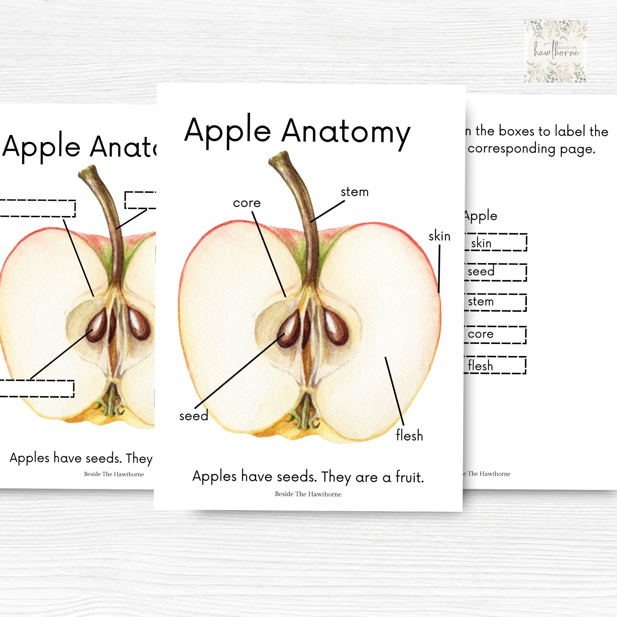 Apple Anatomy Worksheets | Nature Study | Anatomy of an Apple ...