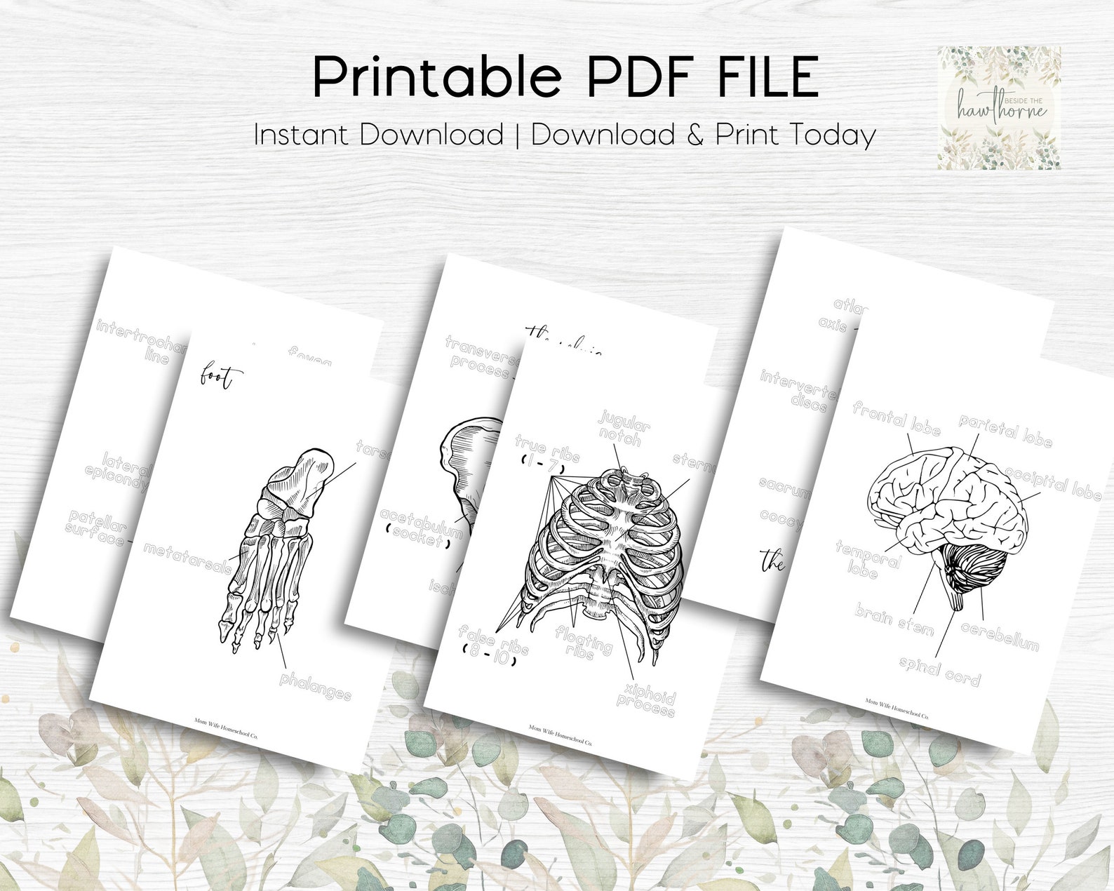 Human Anatomy Worksheets | Homeschool Science | Coloring Book ...