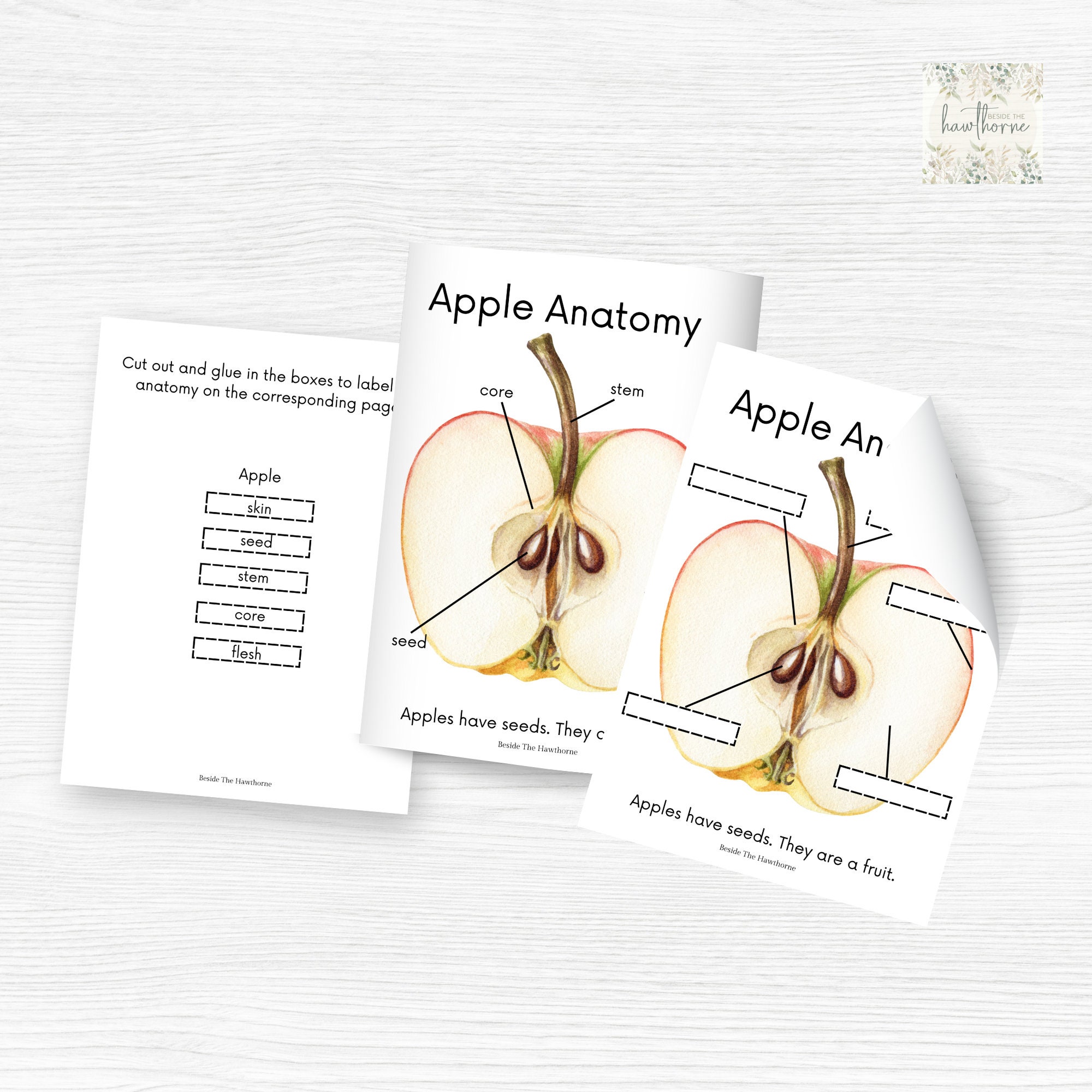 Apple Anatomy Worksheets | Nature Study | Anatomy of an Apple ...