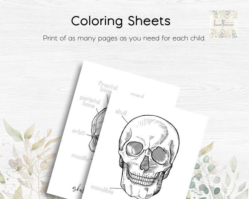 Human Anatomy Worksheets | Homeschool Science | Coloring Book ...