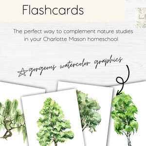 Tree Identification Flashcards, Nature Study Flash Cards, Nature ...