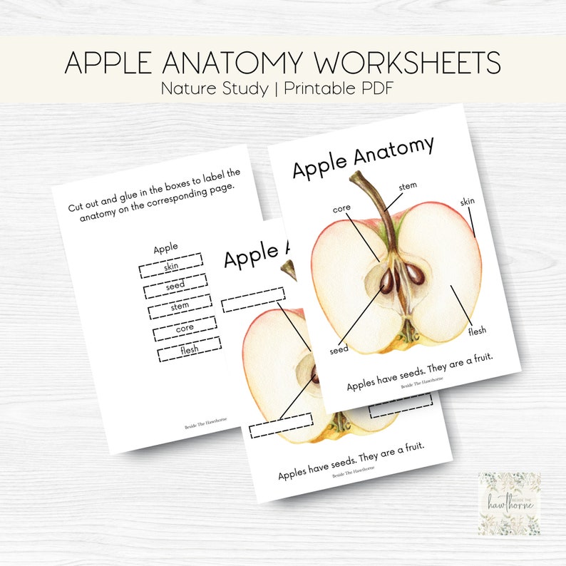 Apple Anatomy Worksheets | Nature Study | Anatomy of an Apple ...