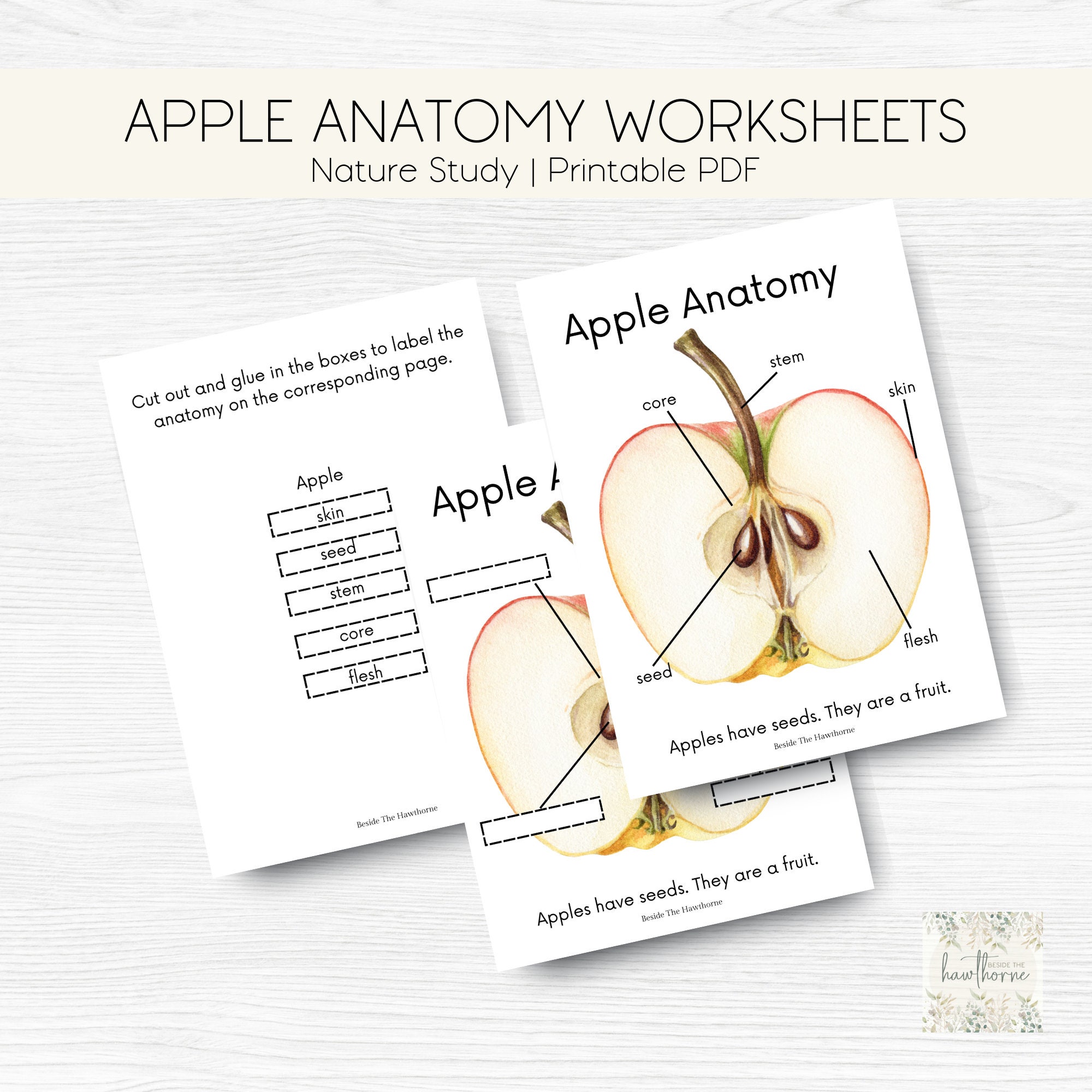 Apple Anatomy Worksheets Nature Study Anatomy of an Apple, Charlotte ...