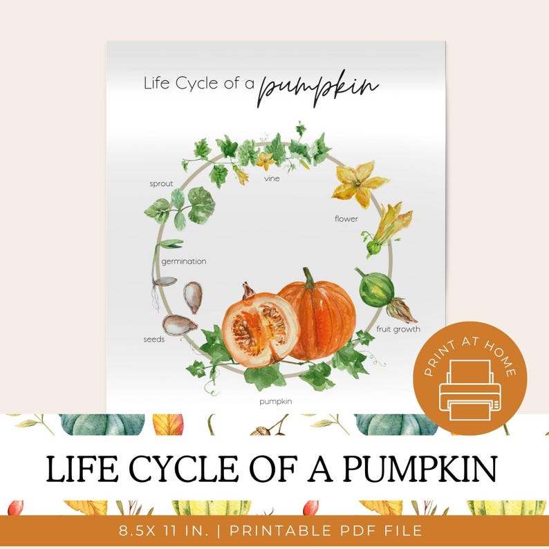 Pumpkin Life Cycle, Pumpkin Unit Study, Charlotte Mason, Fall Nature ...