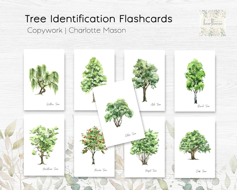 Tree Identification Flashcards, Nature Study Flash Cards, Nature ...