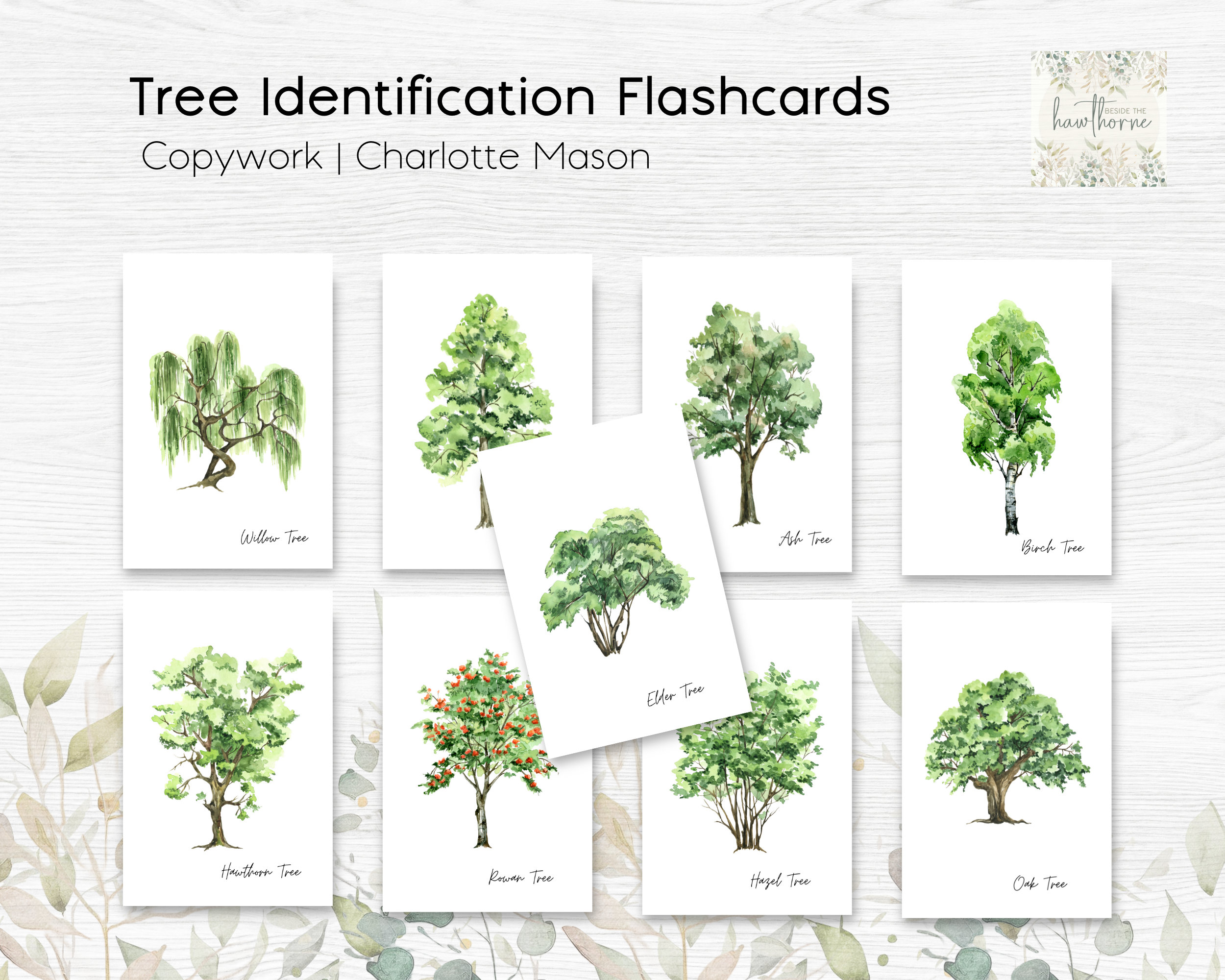 Tree Identification Flashcards, Nature Study Flash Cards, Nature ...