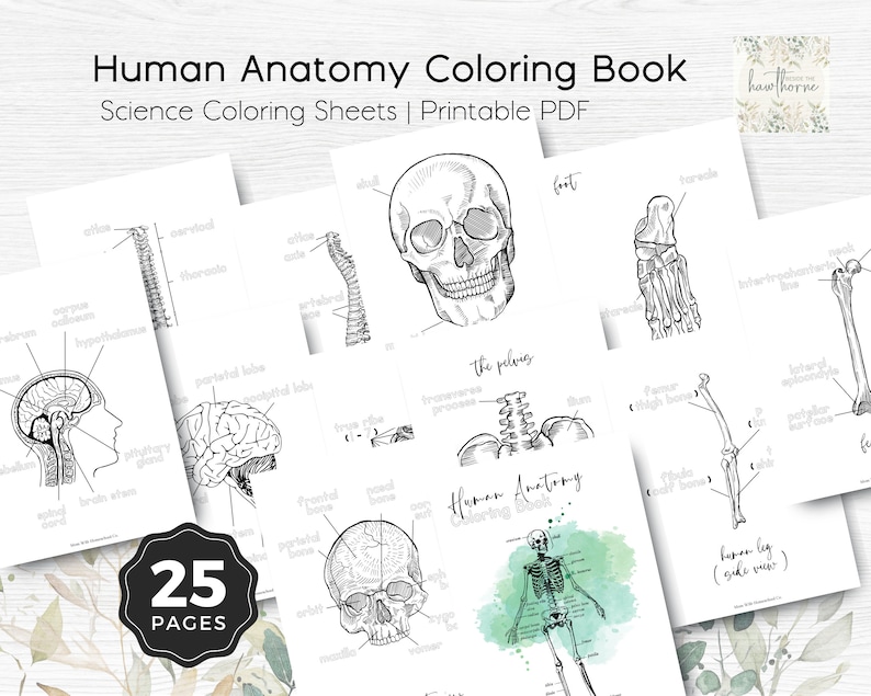 Human Anatomy Worksheets | Homeschool Science | Coloring Book ...
