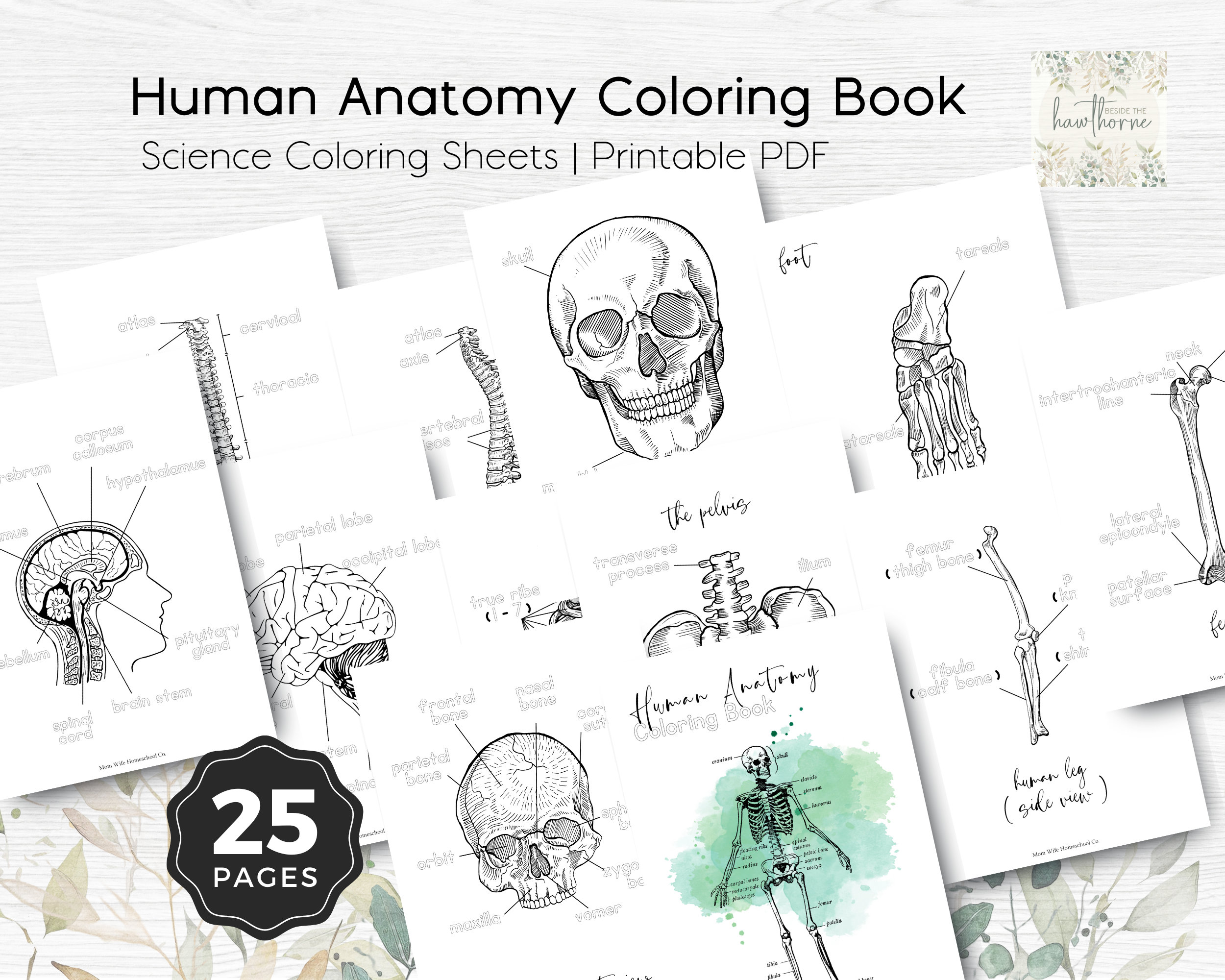 Human Anatomy Worksheets | Homeschool Science | Coloring Book ...