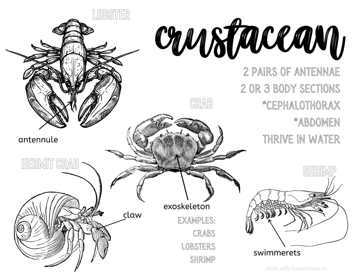 Arthropods Coloring Pages Coloring Pages