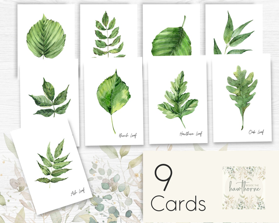 Leaf Identification Flashcards Nature Study Flash Cards - Etsy