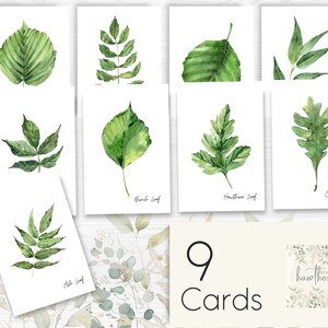 Leaf Identification Flashcards, Nature Study Flash Cards, Nature ...