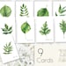 Leaf Identification Flashcards, Nature Study Flash Cards, Nature ...