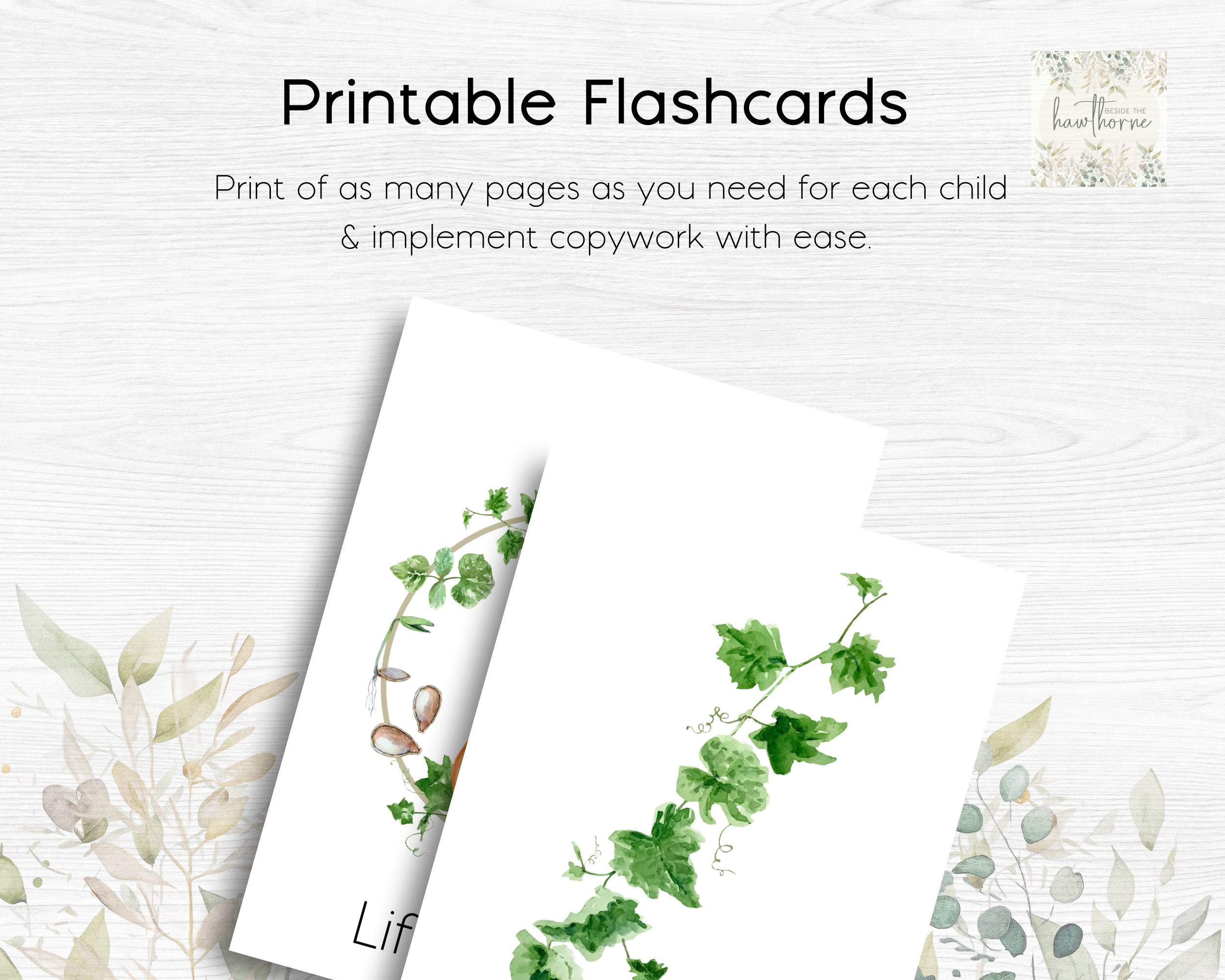 Pumpkin Life Cycle Flashcards, Nature Study Flash Cards, Nature ...