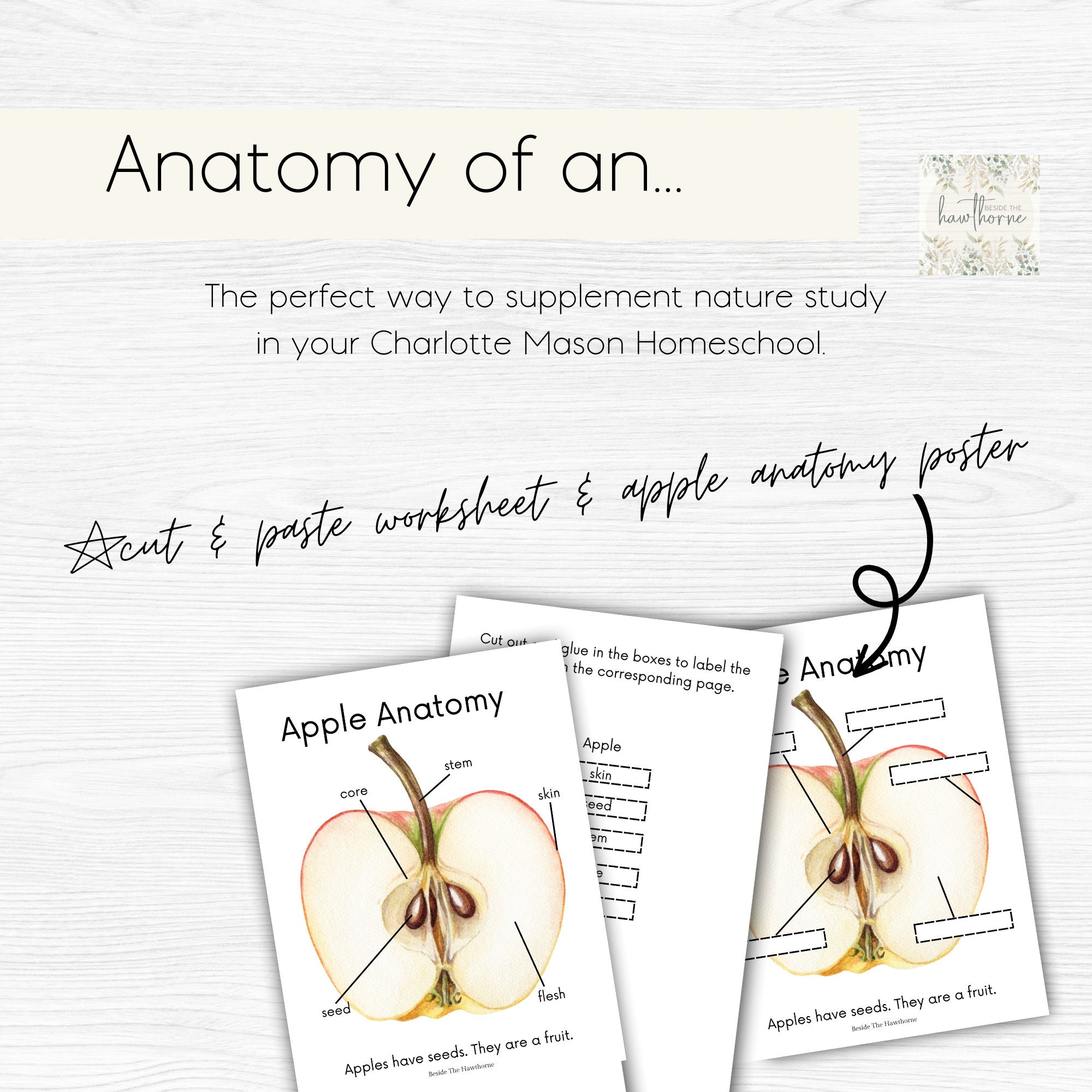 Apple Anatomy Worksheets | Nature Study | Anatomy of an Apple ...