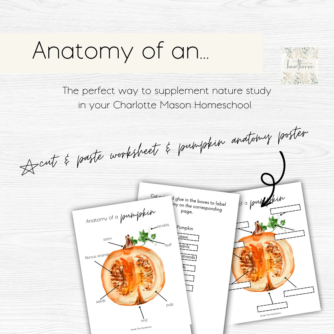 Anatomy of a Pumpkin, Instant Download | Pumpkin Anatomy | Nature Study ...