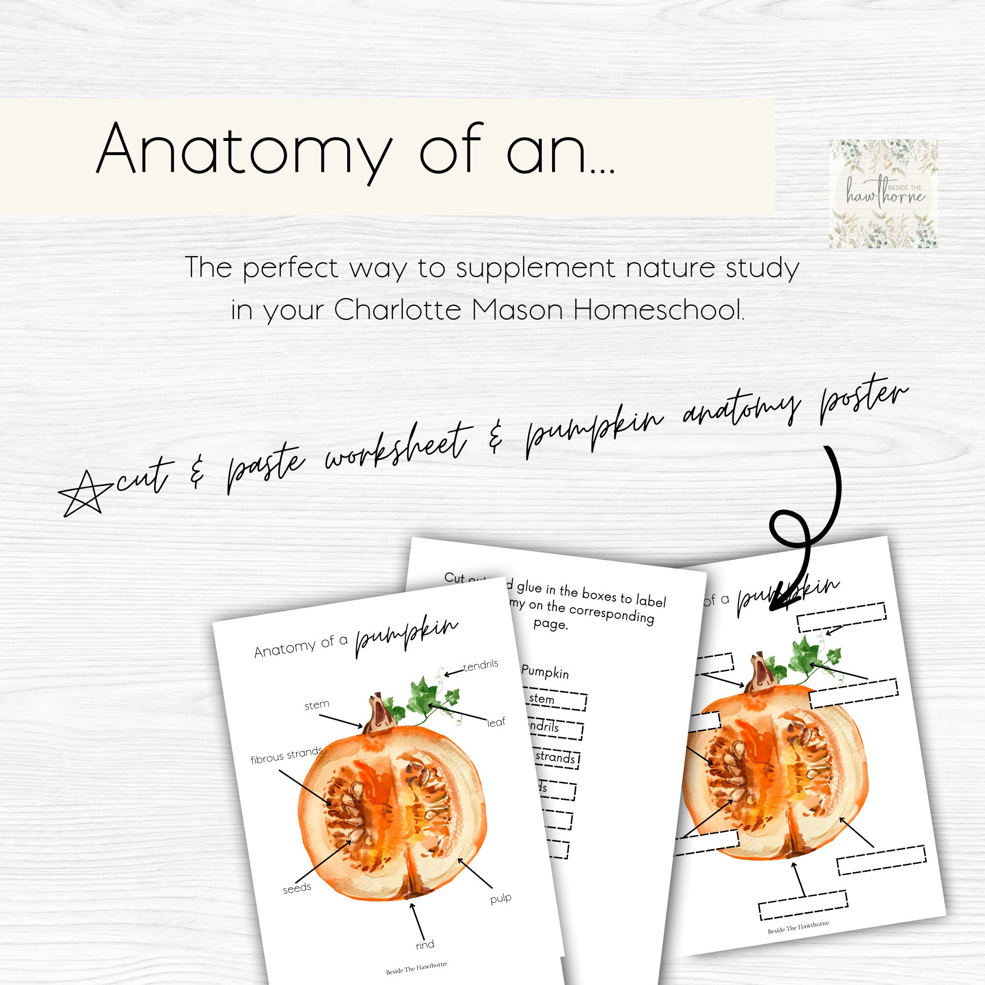 Anatomy of a Pumpkin, Instant Download | Pumpkin Anatomy | Nature Study ...