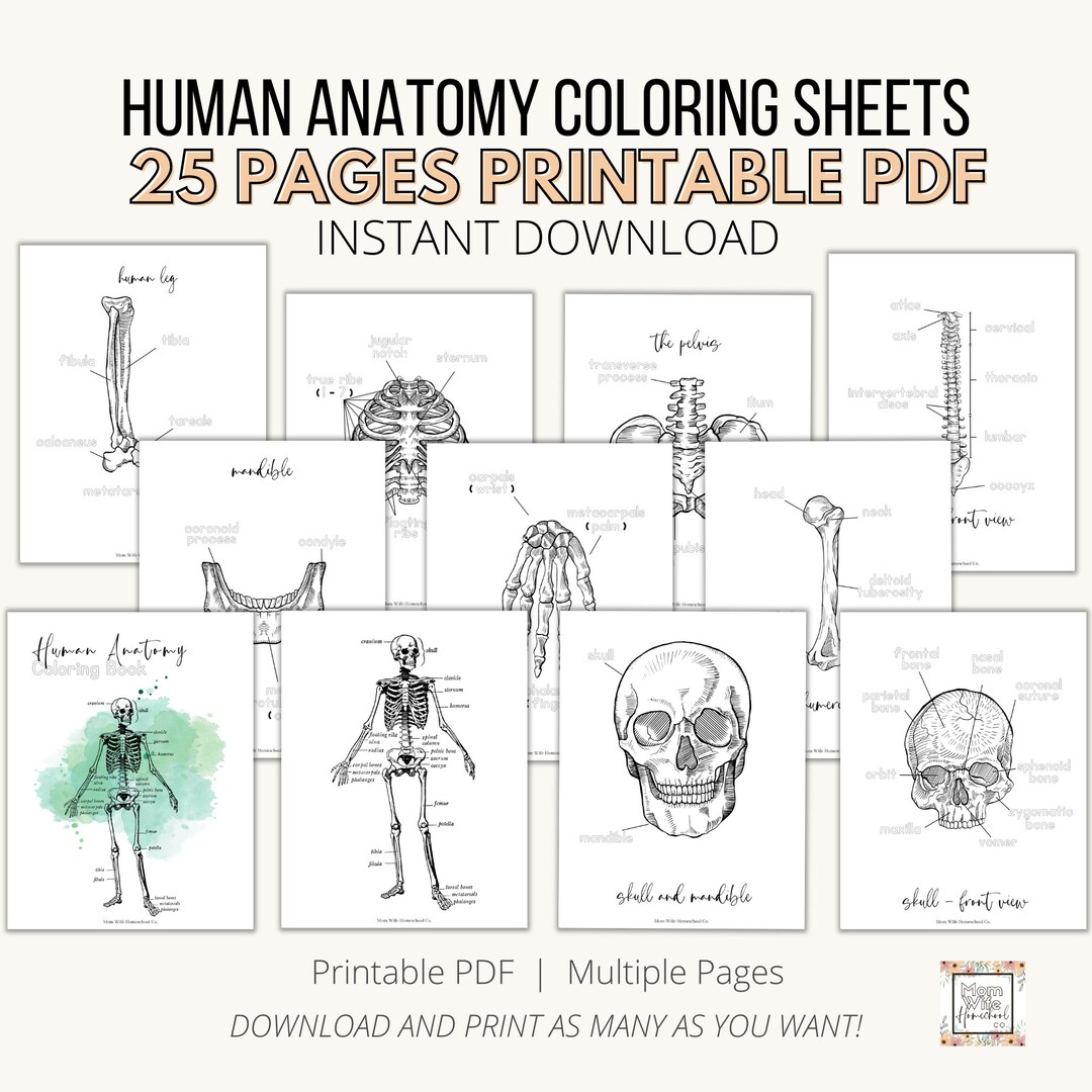 Human Anatomy Worksheets Homeschool Science Coloring Book - Etsy