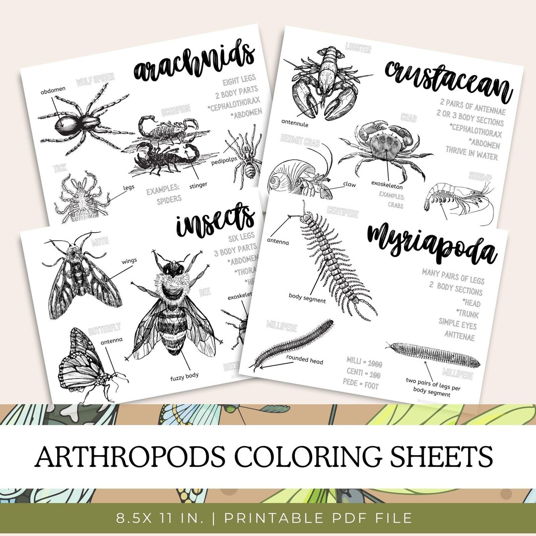 Arthropods Coloring Sheets, Insects Coloring Pages, Printables Science ...