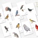 Bird Identification Flashcards, Nature Study Flash Cards, Nature ...