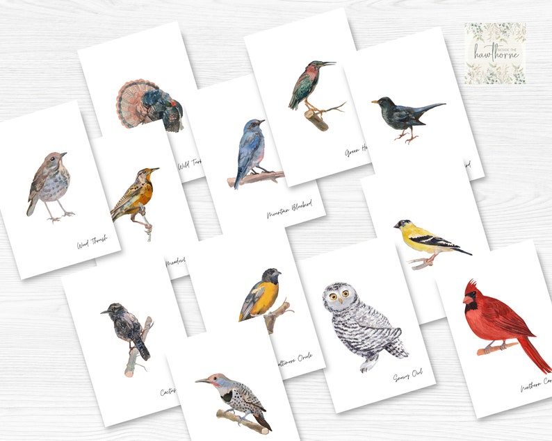 Bird Identification Flashcards, Nature Study Flash Cards, Nature ...