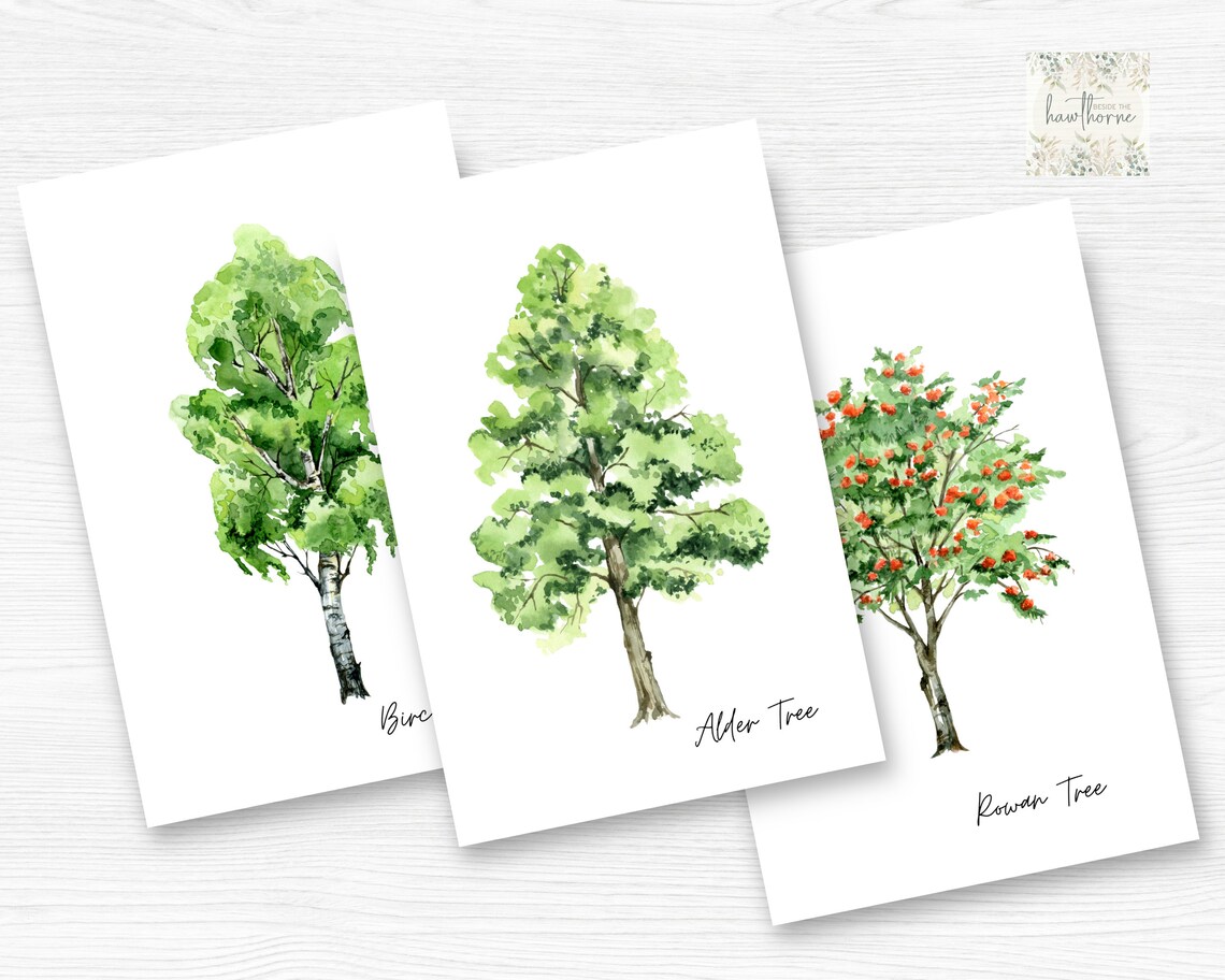 Tree Identification Flashcards, Nature Study Flash Cards, Nature ...