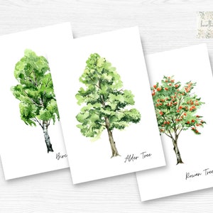Tree Identification Flashcards, Nature Study Flash Cards, Nature ...