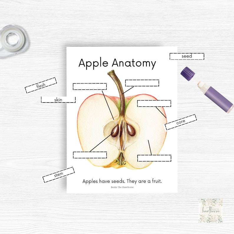 Apple Anatomy Worksheets | Nature Study | Anatomy of an Apple ...